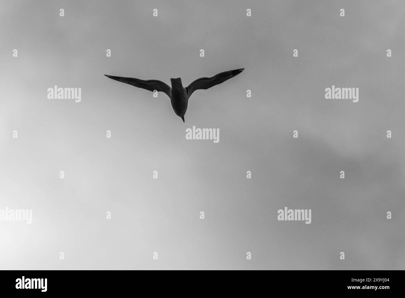 Skyward wings Black and White Stock Photos & Images - Alamy