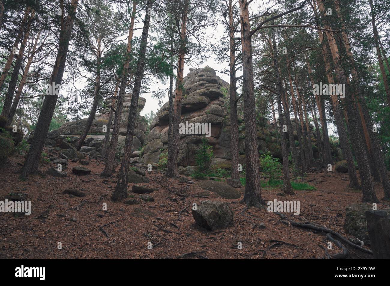 Taiga forest and rocks of the Stolby nature reserve park, Krasnoyarsk ...