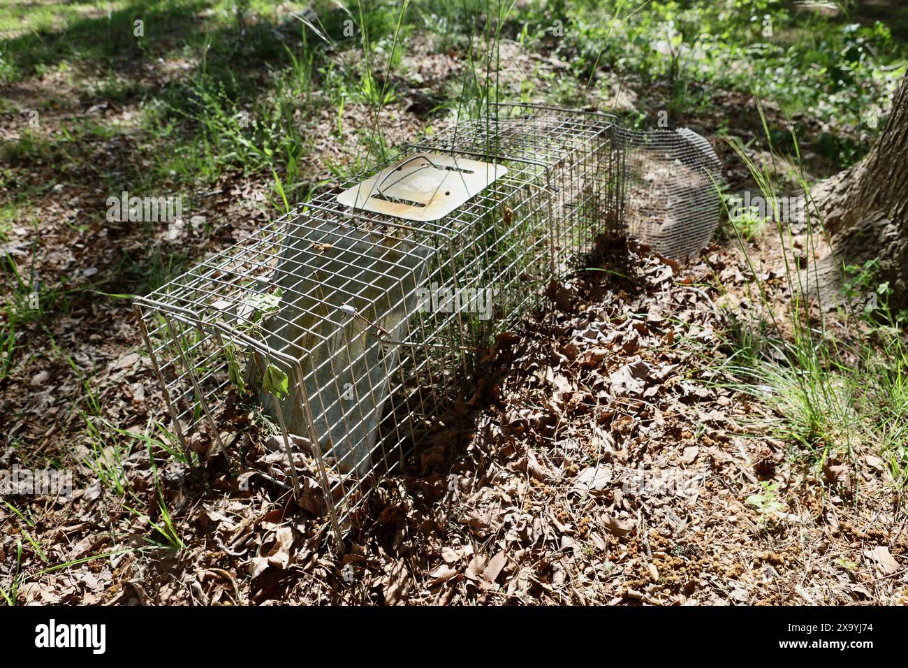 A wildlife trap in grass near a tree Stock Photo - Alamy