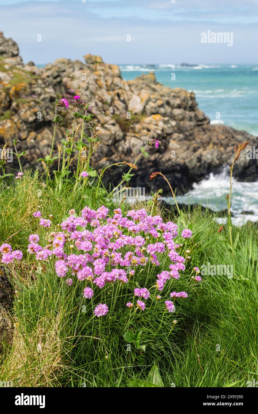 Guernsey wild flowers hi-res stock photography and images - Alamy