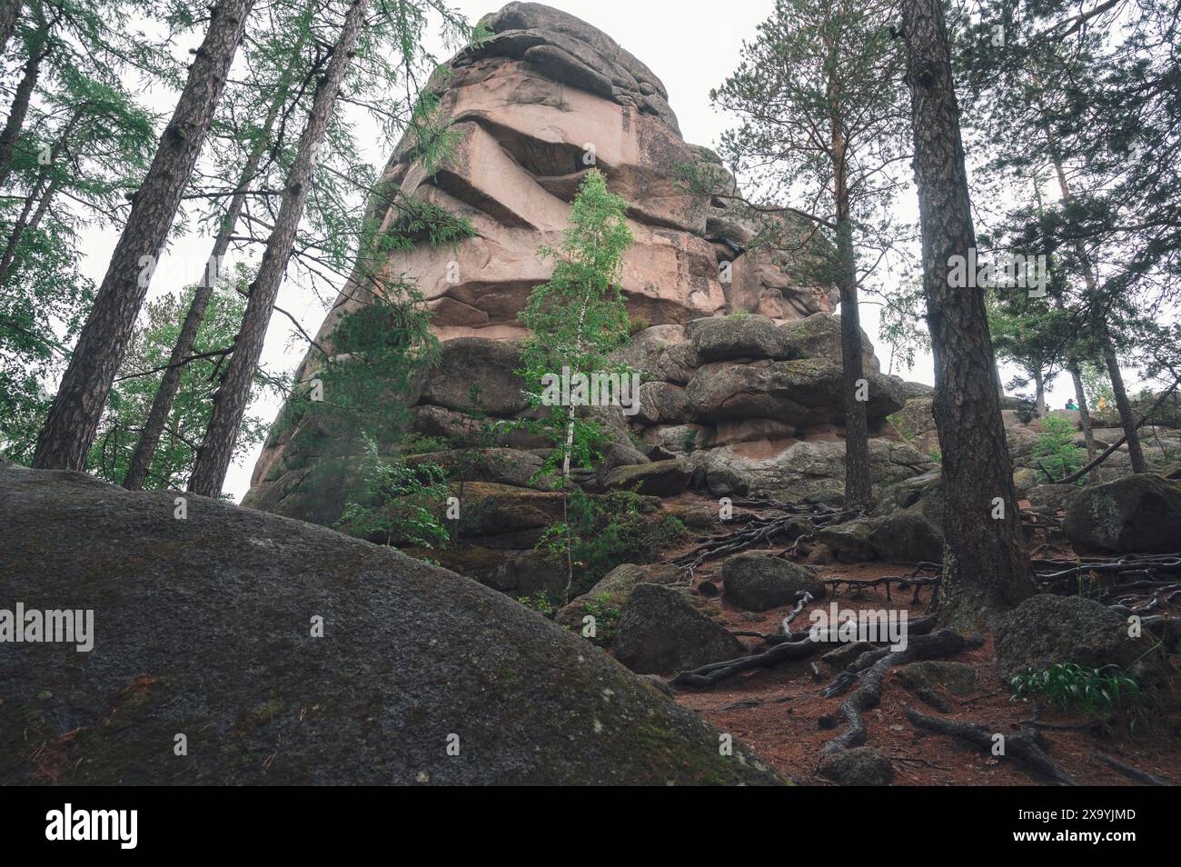 Taiga forest and rocks of the Stolby nature reserve park, Krasnoyarsk ...