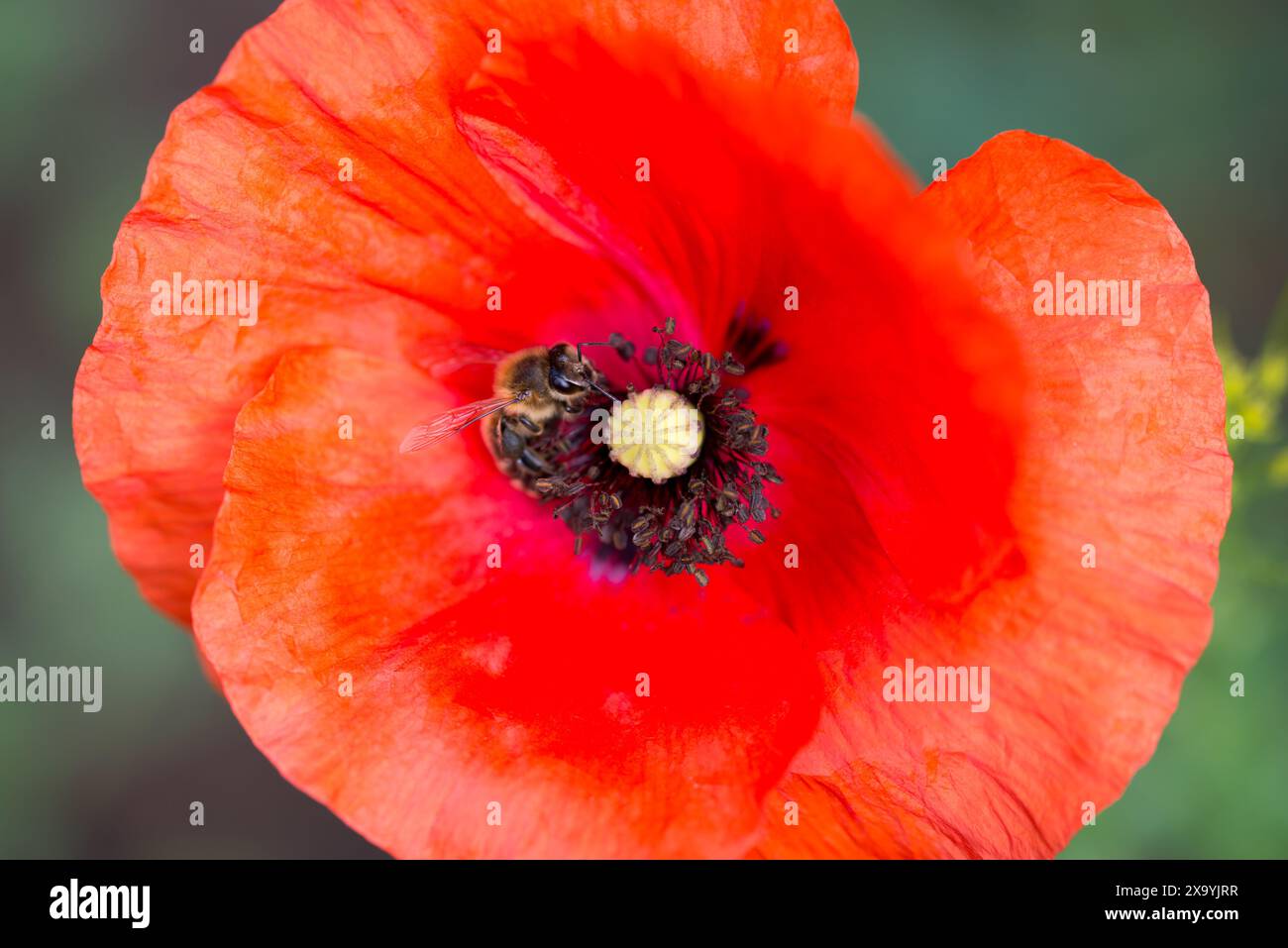 common poppy, Papaver rhoeas summer flower closeup selctive focus Stock ...