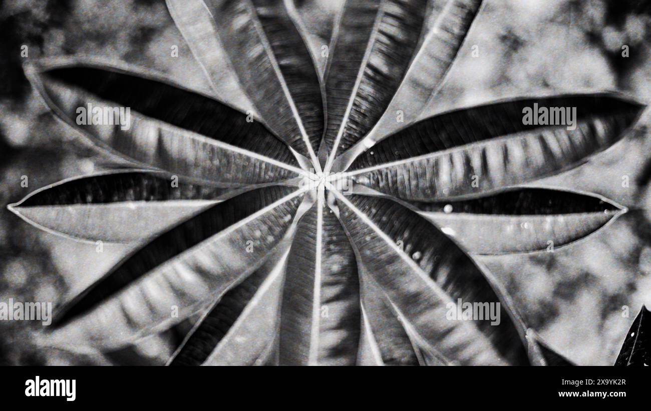 Monochrome image of inverted leaves on the ground Stock Photo - Alamy