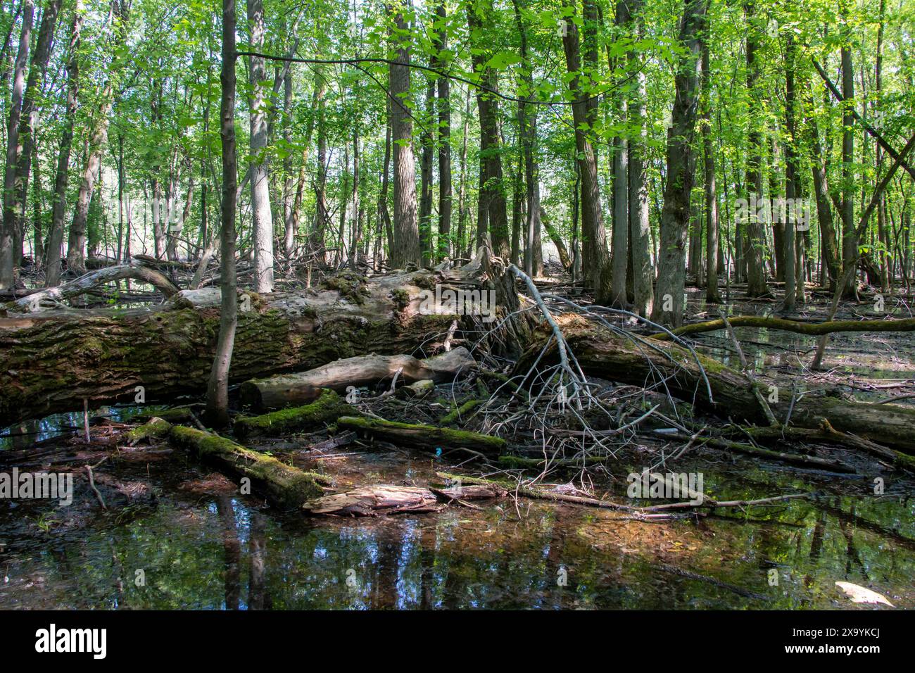 A scenic woodland path flanked by lush greenery and trees in Canada ...