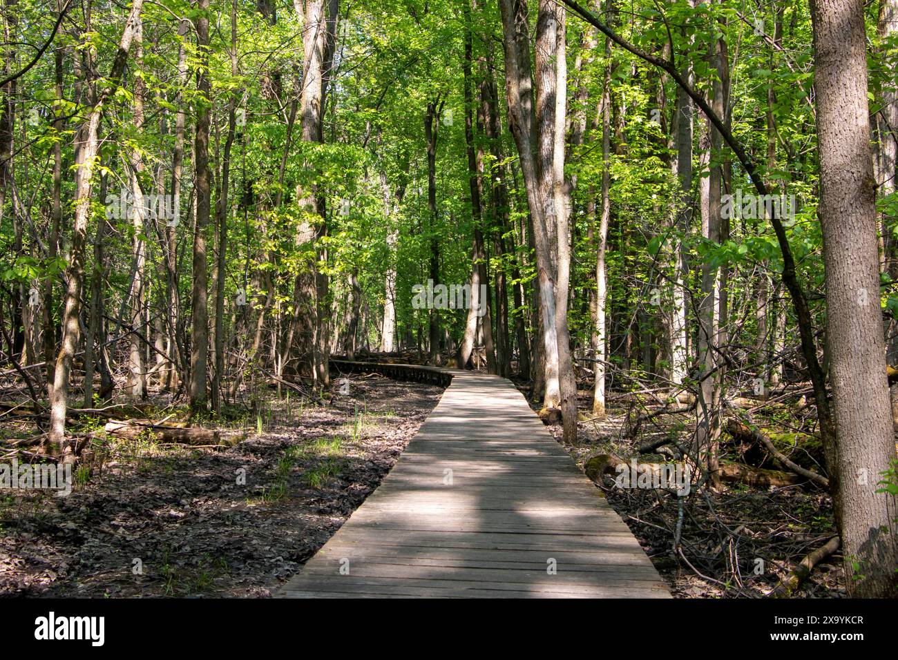 A scenic woodland path flanked by lush greenery and trees in Canada ...