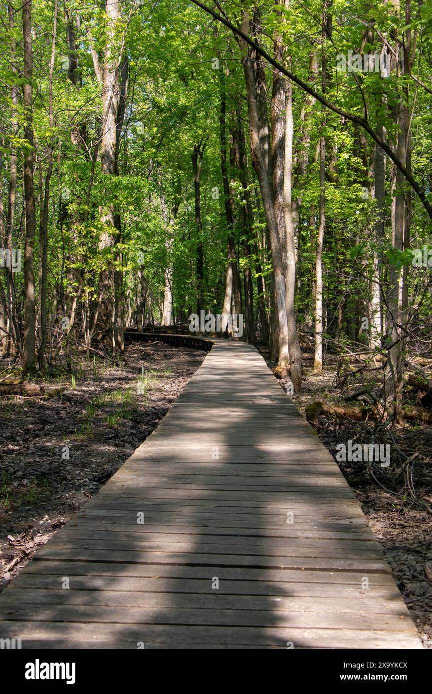 A scenic woodland path flanked by lush greenery and trees in Canada ...