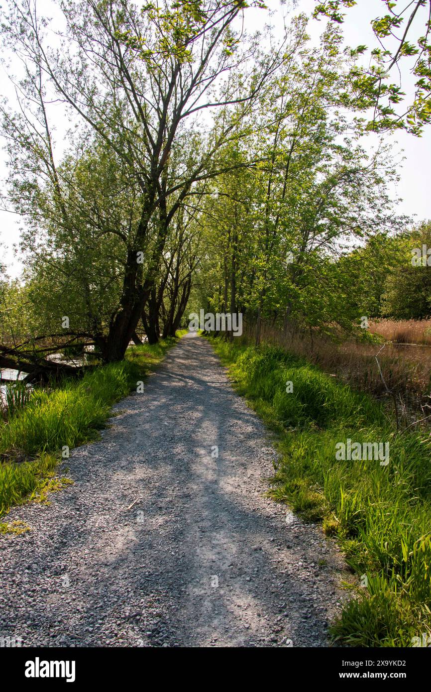 A scenic woodland path flanked by lush greenery and trees in Canada ...