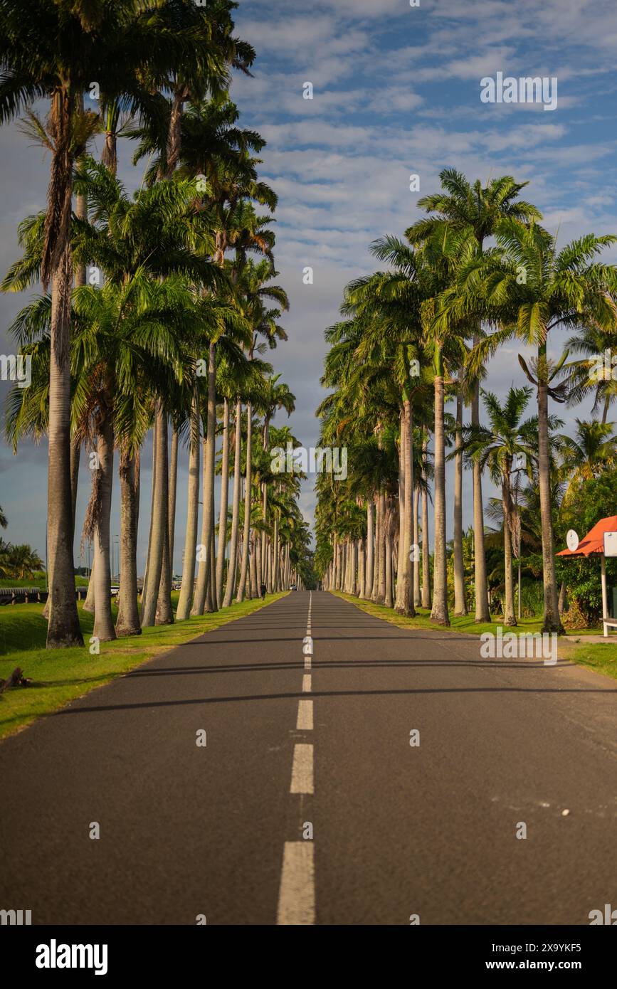 Scenic pathway lined palm trees hi-res stock photography and images - Alamy