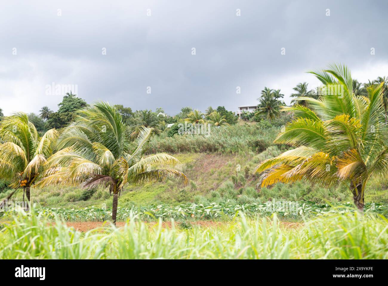Tropical night sky hi-res stock photography and images - Alamy