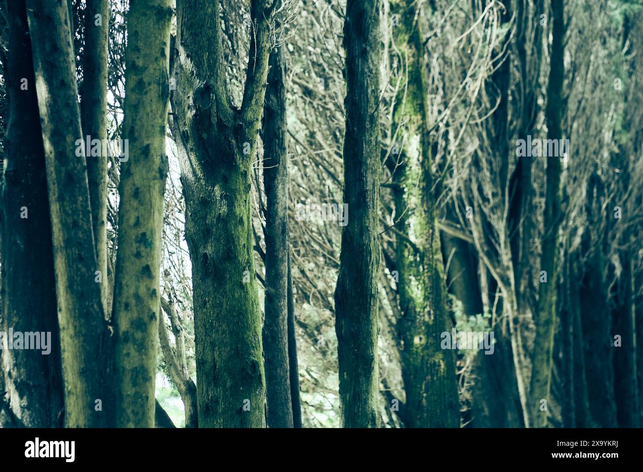 An overview of a wild forest with many tree trunks on a summer day. A ...
