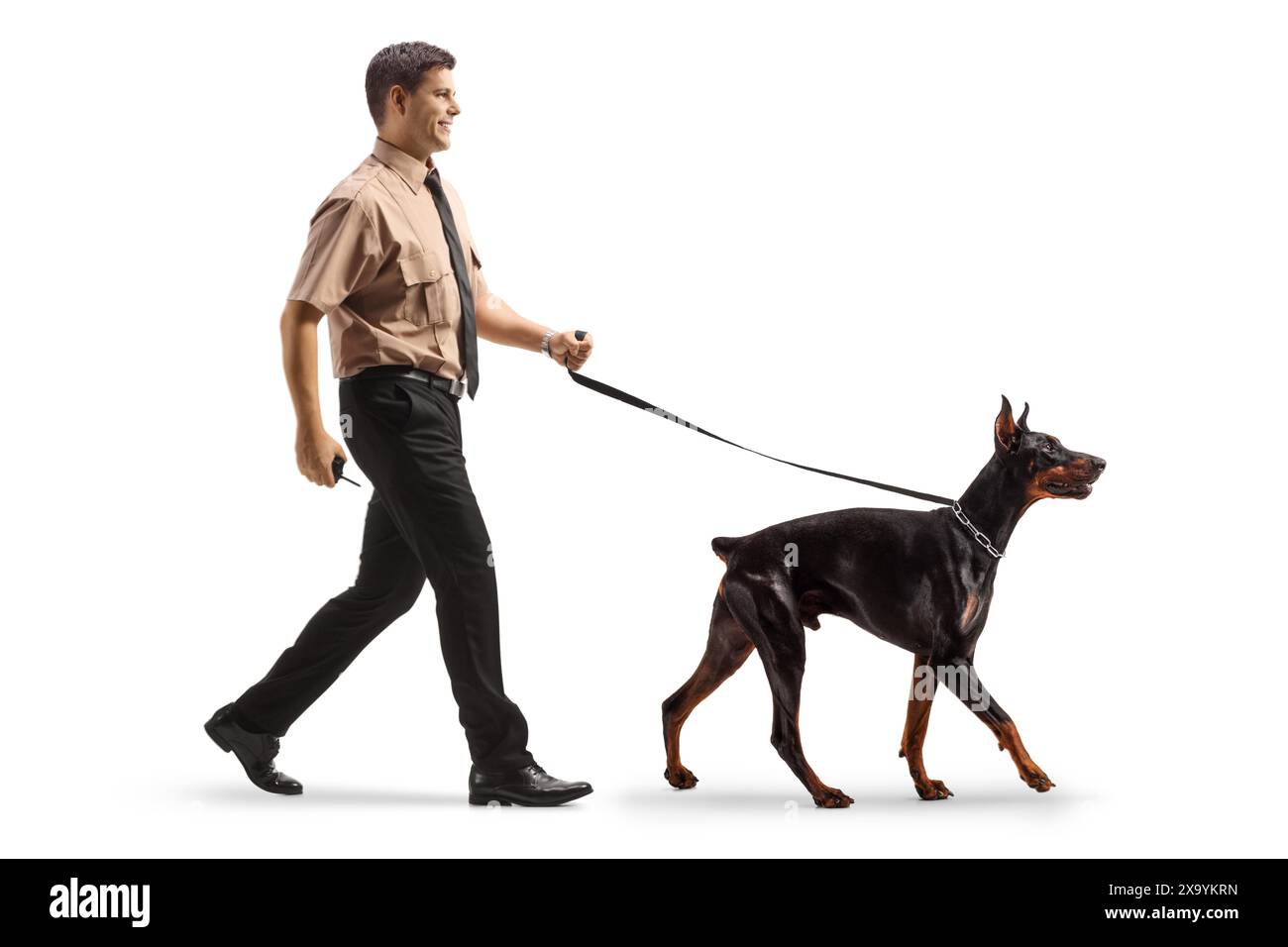 Security officer walking with a doberman dog on a leash isolated on ...