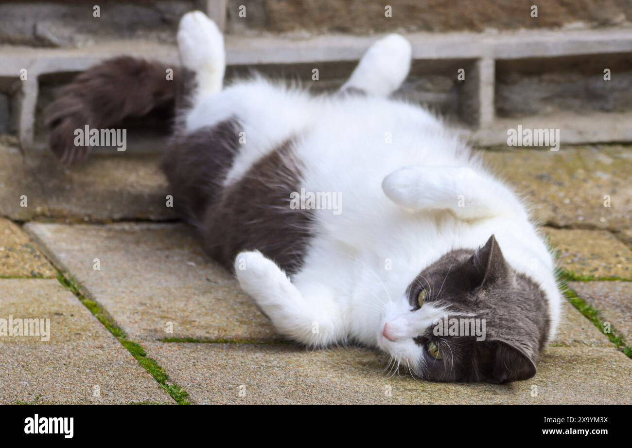 Relaxed domestic cat lying on hi-res stock photography and images - Alamy