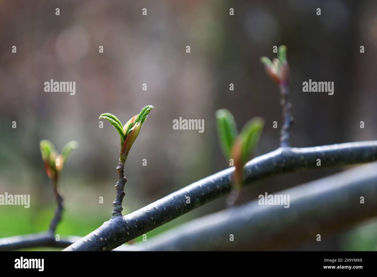 Delicate tree slender branches hi-res stock photography and images - Alamy