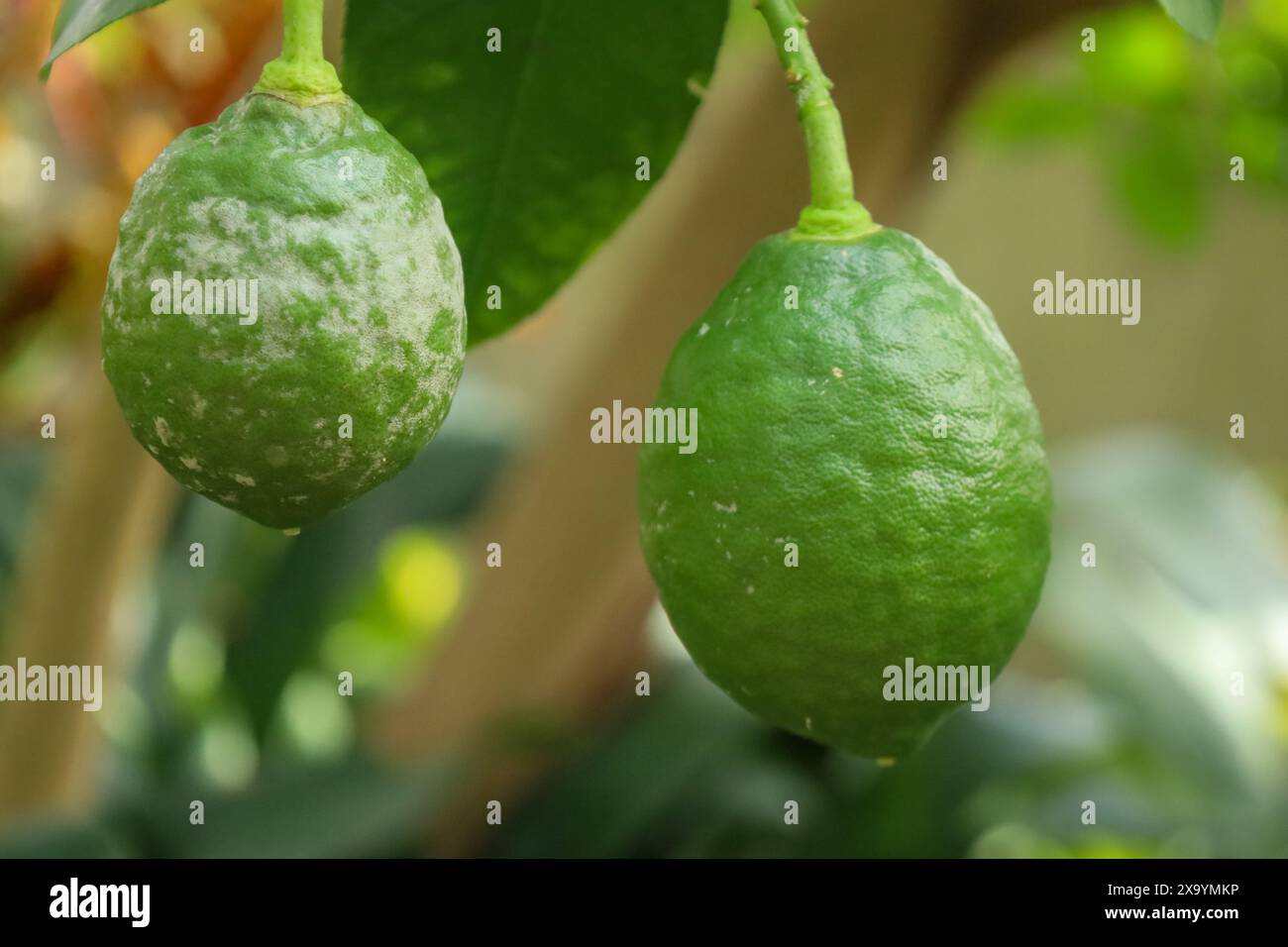 Green tropical fruits hi-res stock photography and images - Alamy