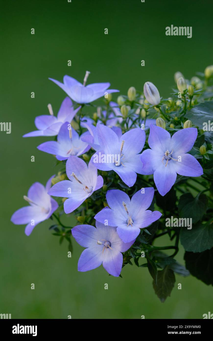 Campanula isophylla, Italian bellflower flowers with buds, closeup ...