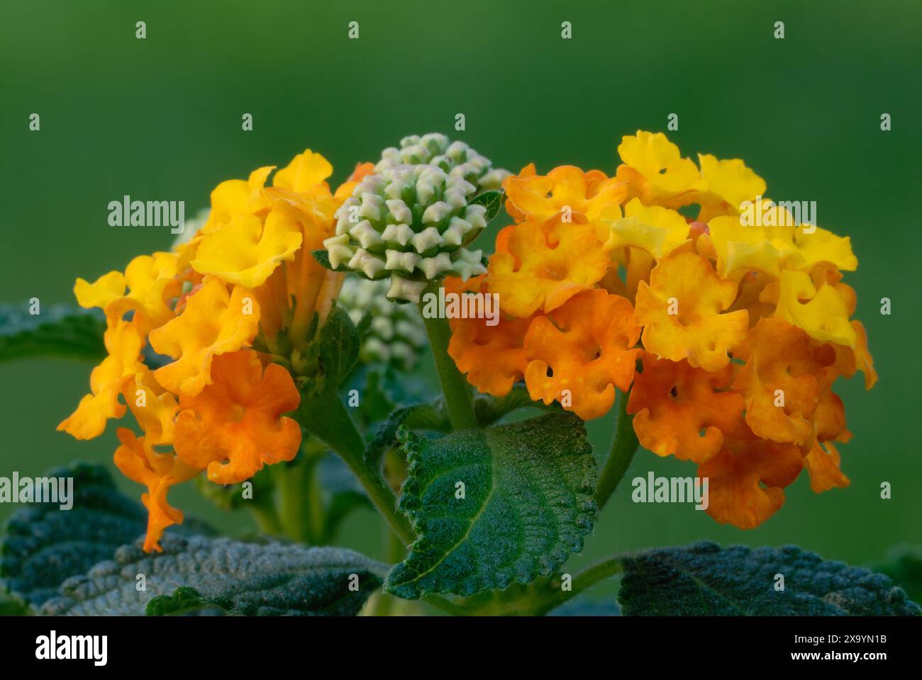 Common lantana, Lantana camara flowers, close up. Full bloom ...
