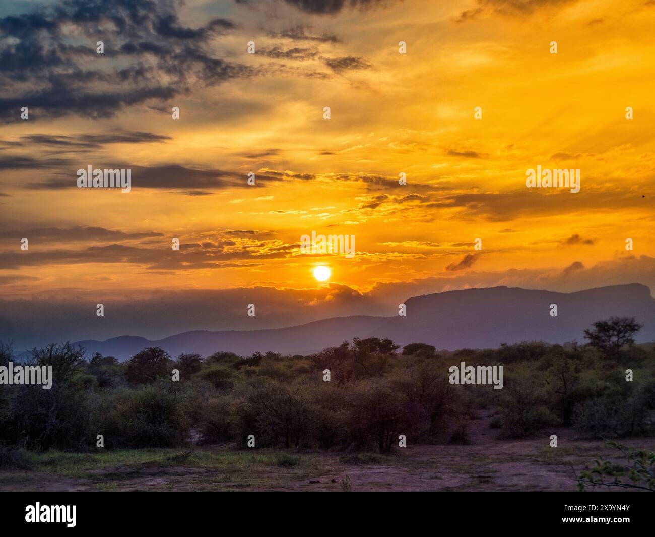 The Sunset over Safari savanna, trees, & mountains silhouette against ...