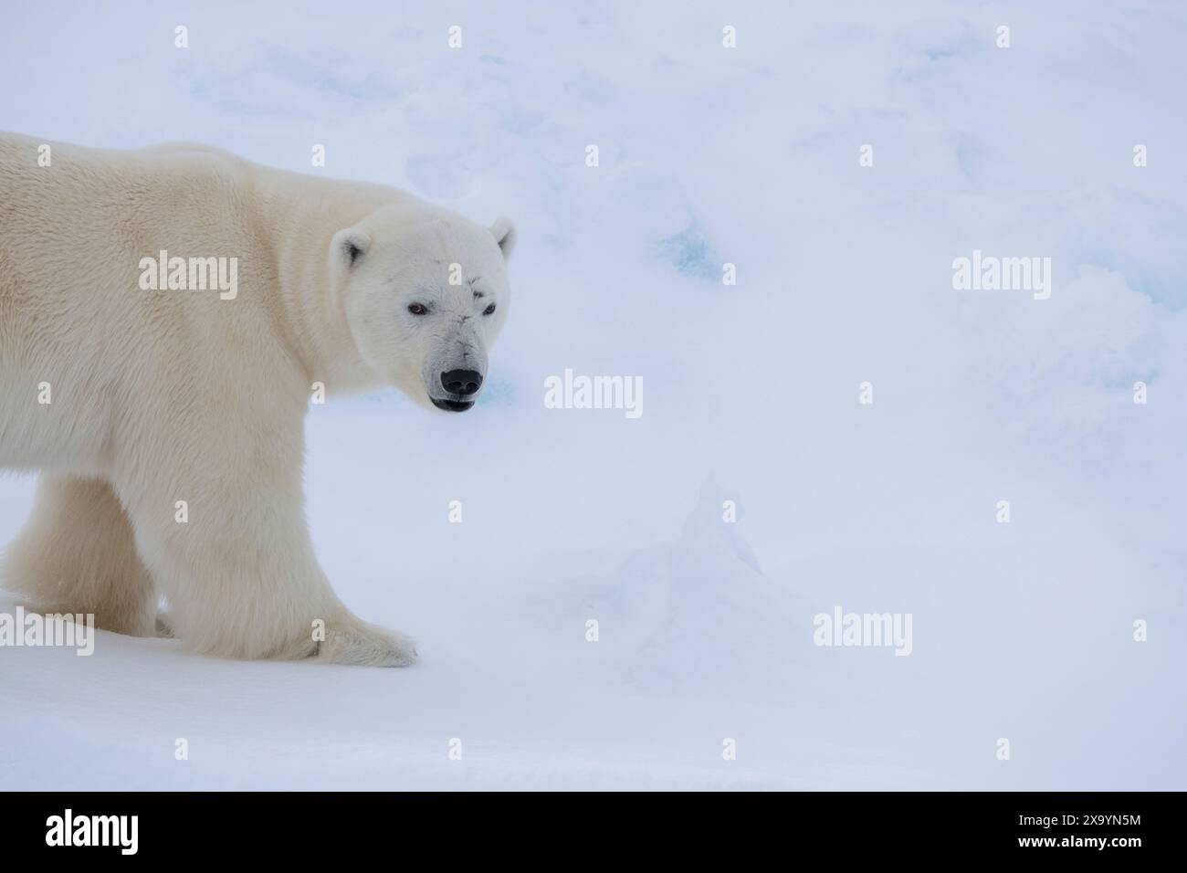 Eastern Greenland, Blosseville Coast. Healthy male polar bear on spring ...