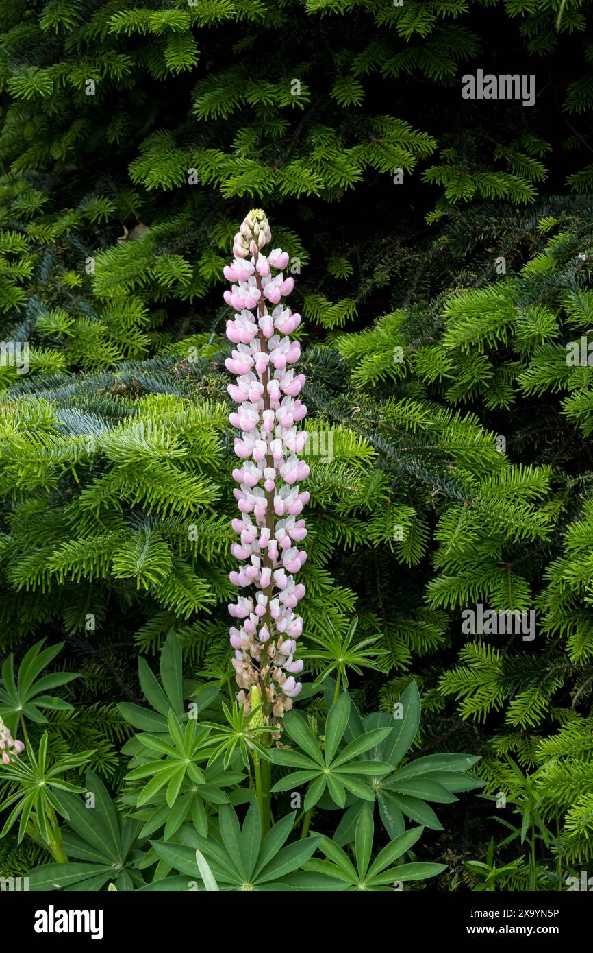 The Chatelaine Lupin in flower, Cherry Willingham, Lincoln ...