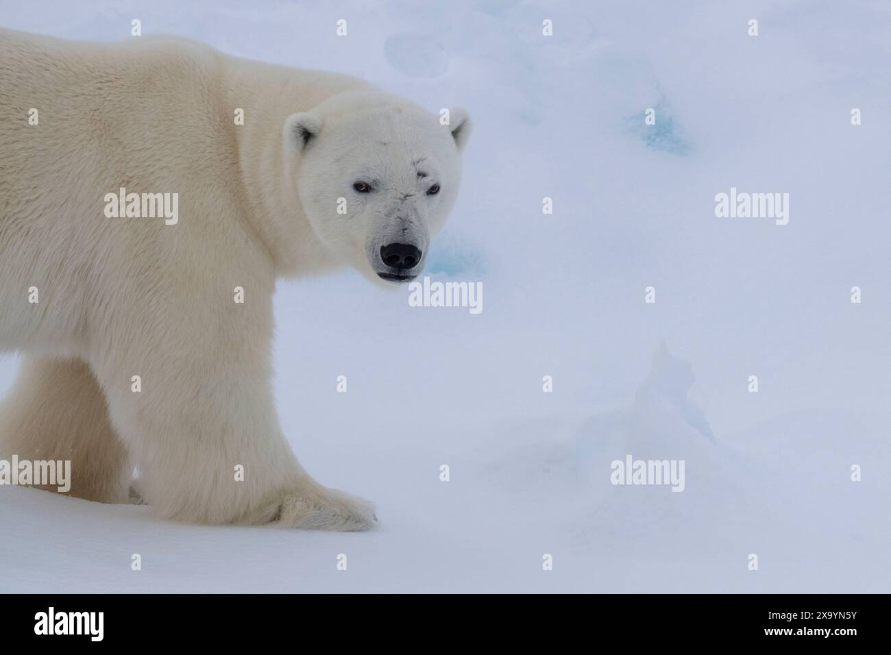 Eastern Greenland, Blosseville Coast. Healthy male polar bear on spring ...