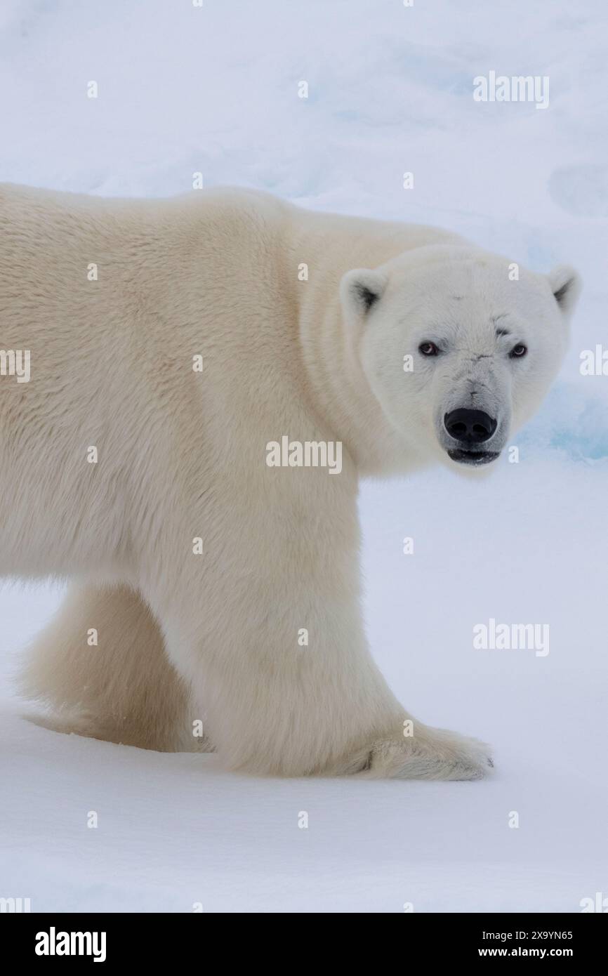 Eastern Greenland, Blosseville Coast. Healthy male polar bear on spring ...