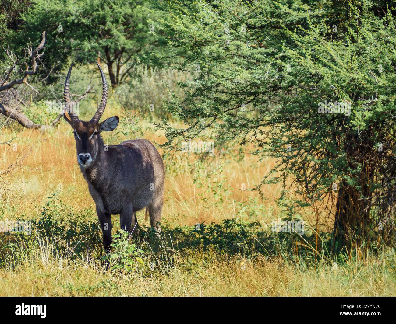 Waterbuck in forest hi-res stock photography and images - Alamy