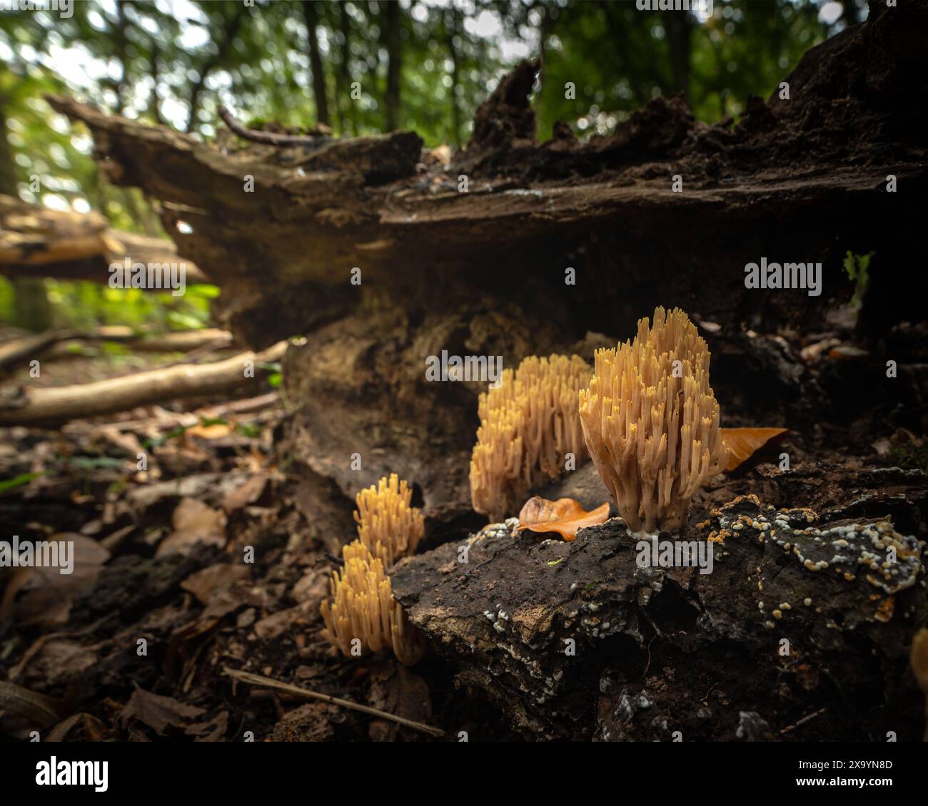 A cluster of tiny mushrooms sprouting from tree stump in forest Stock ...