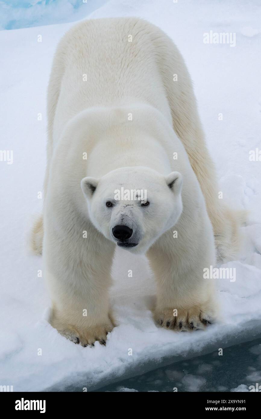 Eastern Greenland, Blosseville Coast. Healthy male polar bear on spring ...