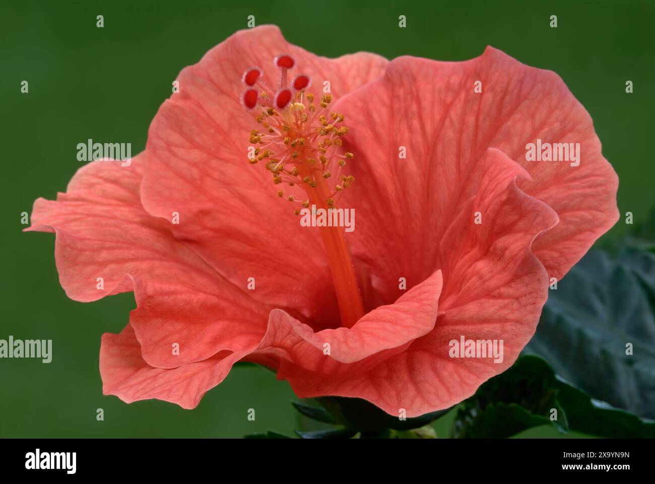 Rosa chinensis hi-res stock photography and images - Alamy