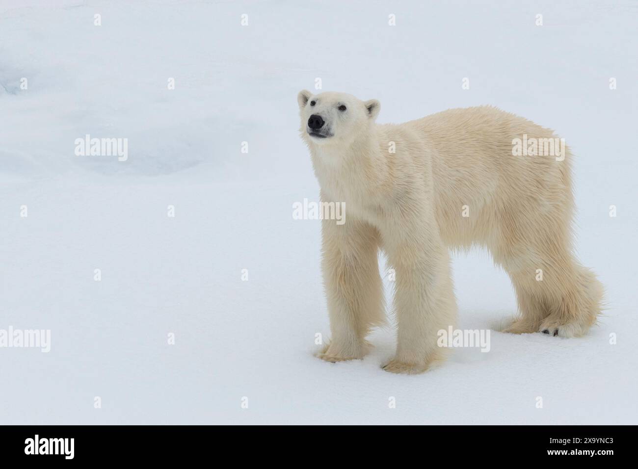 Skinny polar bear hi-res stock photography and images - Alamy