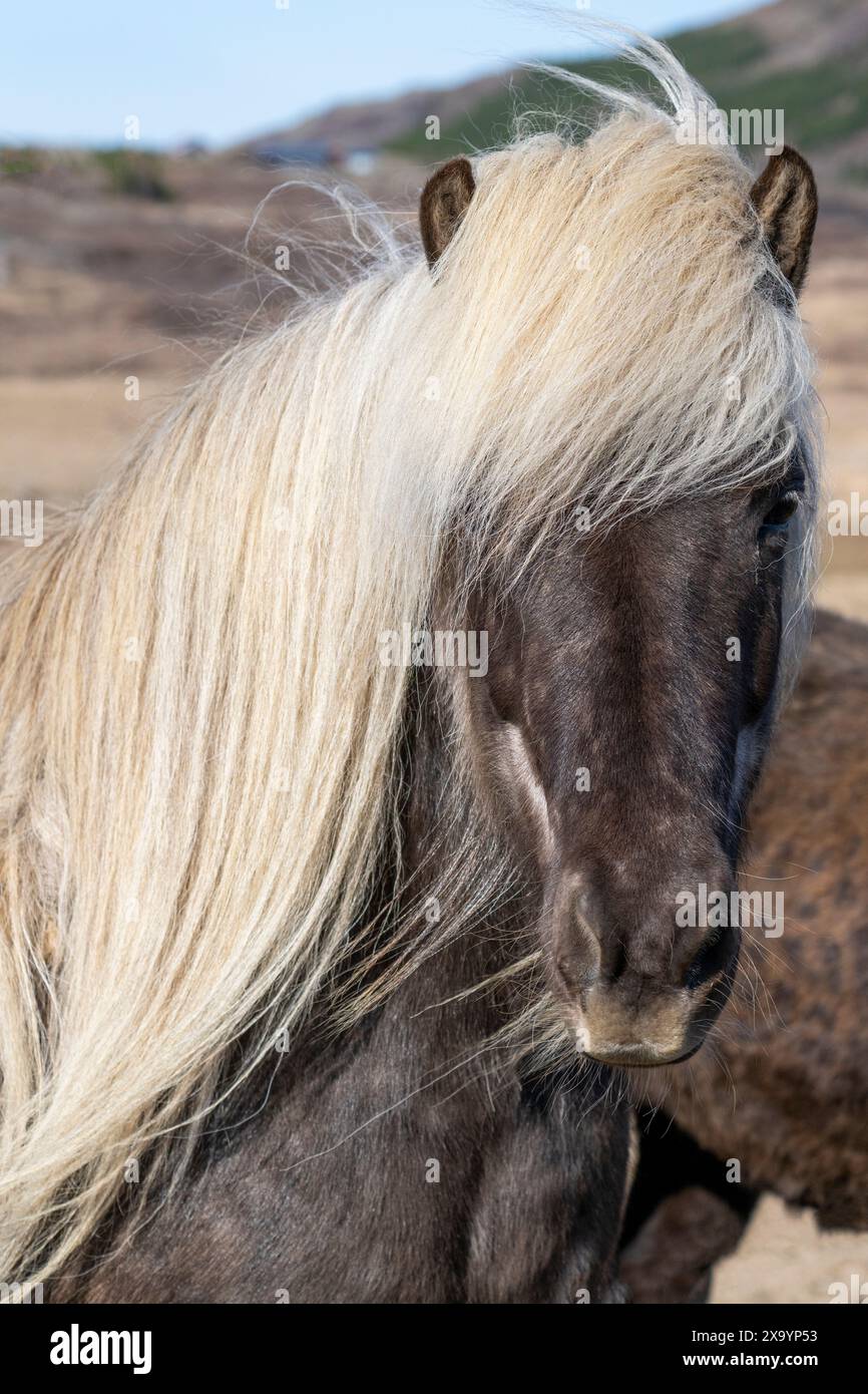 Iceland. Icelandic horses. One of the purest breeds of horses in the ...