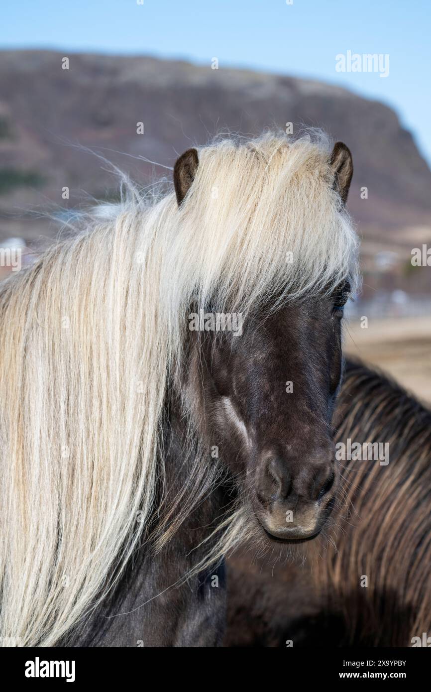 Iceland. Icelandic horses. One of the purest breeds of horses in the ...