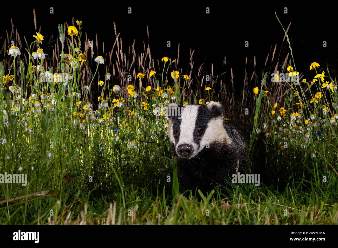 A badger walking through some wild Stock Photo - Alamy