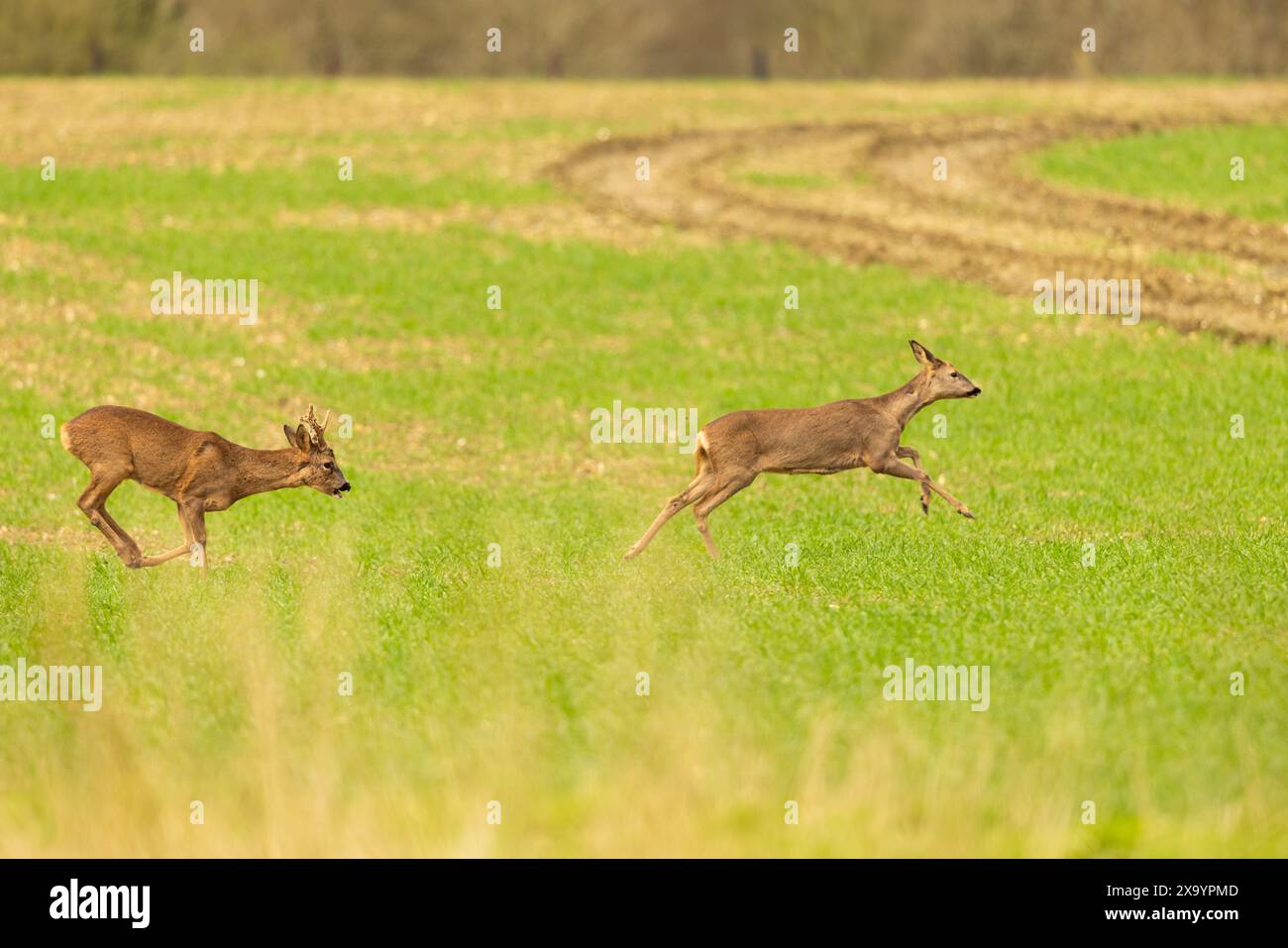 A Male Roe Deer chasing a female through a field Stock Photo - Alamy