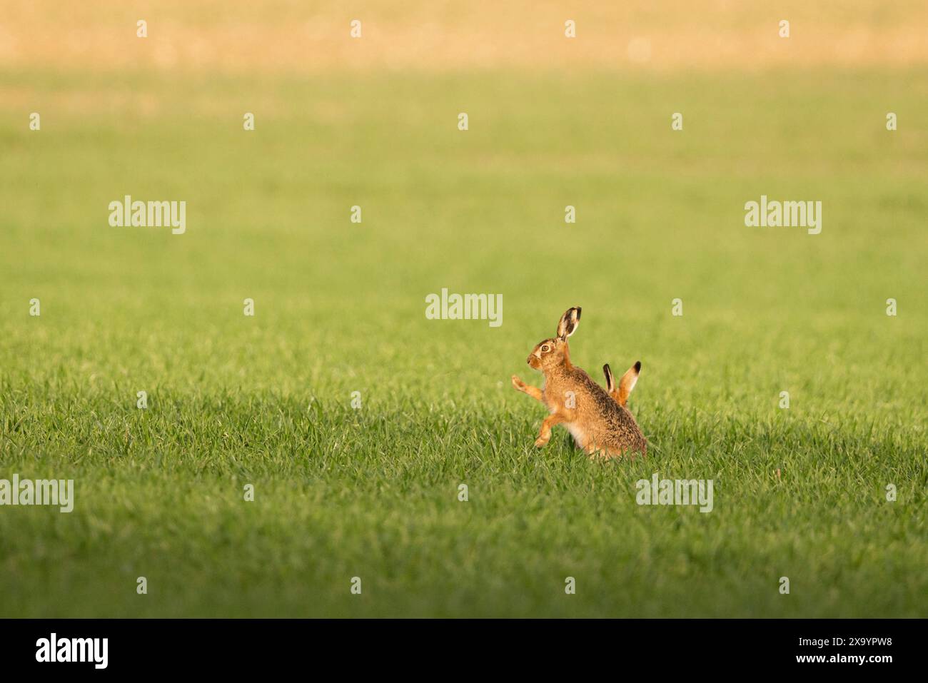 Nature scenery field rabbits hi-res stock photography and images - Alamy