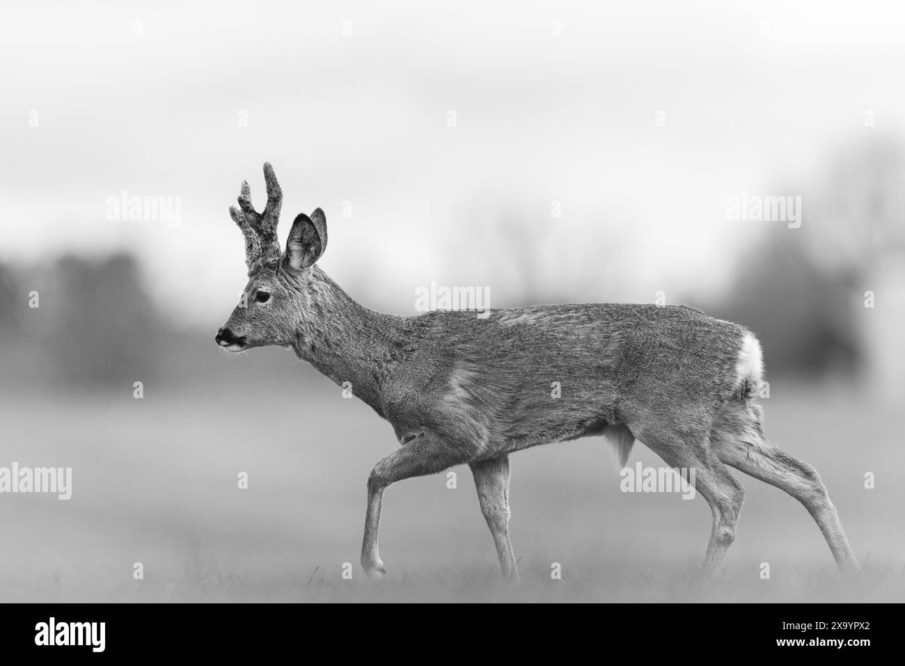 Animal standing in grass, looking back at the camera Stock Photo - Alamy