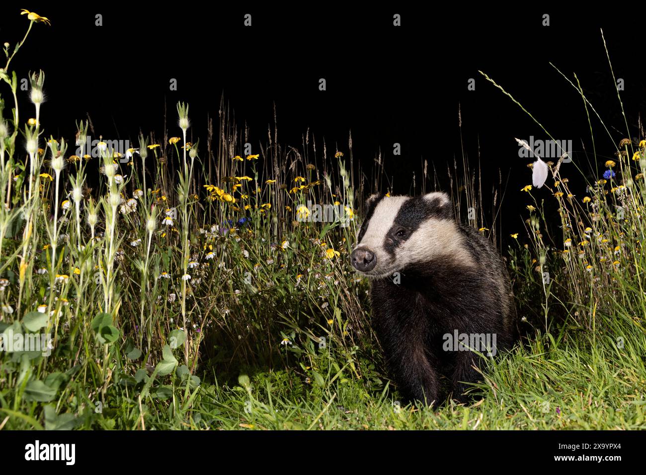 A Badger walking through some wildflowers Stock Photo - Alamy