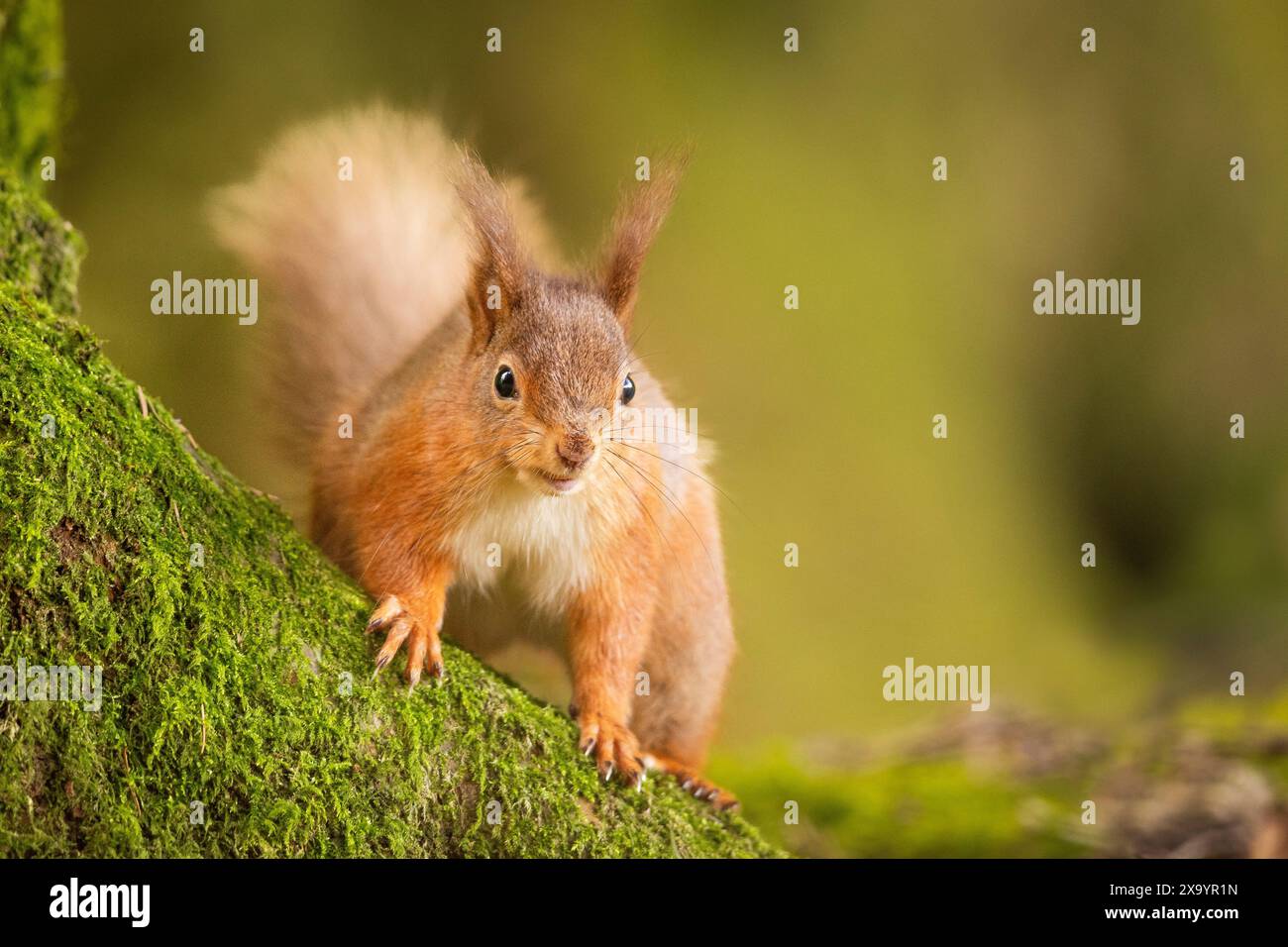 A Red Squirrel playing about in the woods Stock Photo - Alamy