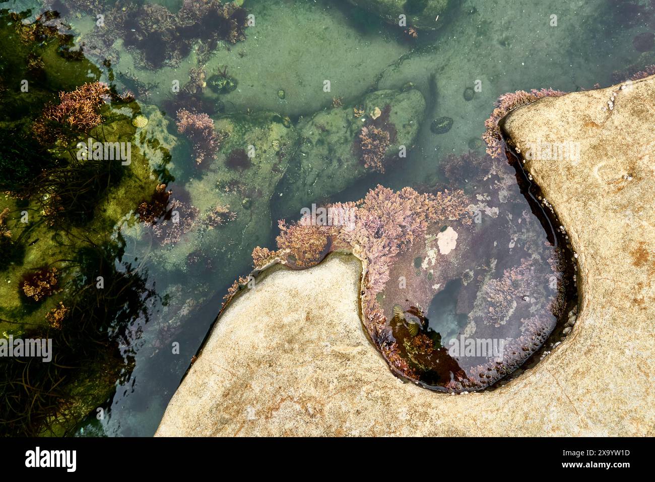 A beautiful ocean intertidal pool set in sandstone with bright green ...