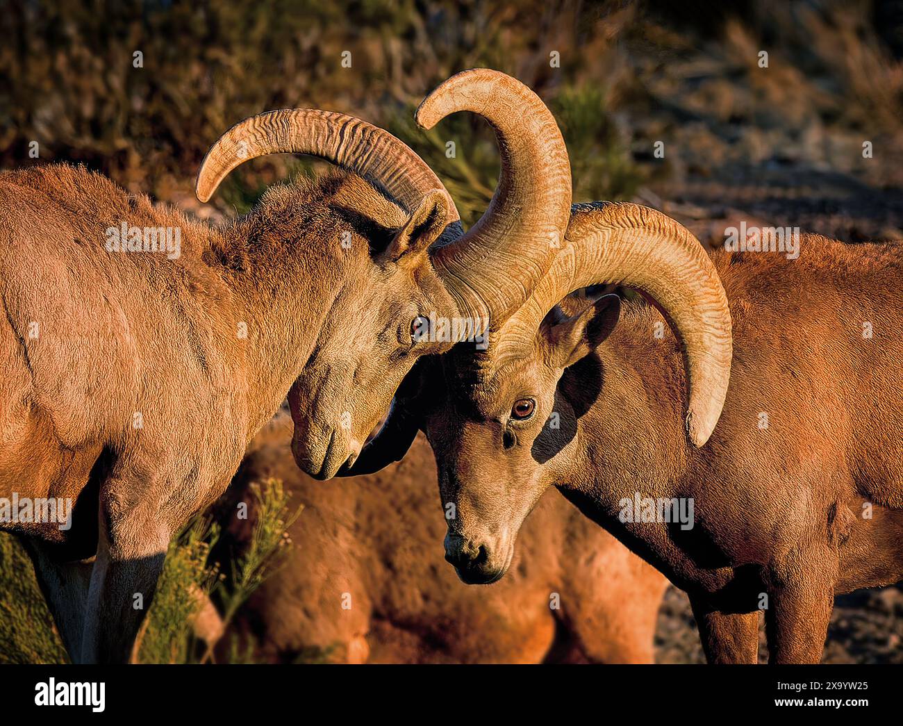 The Bighorn Sheep in Valley of Fire State park, Nevada Stock Photo - Alamy