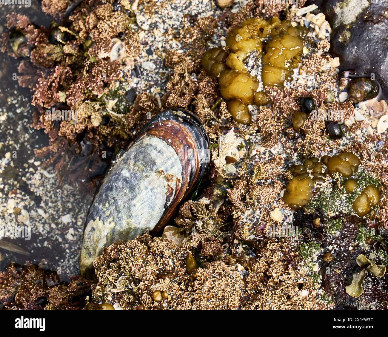 A large mussel shell underwater in an intertidal pool with colorful red ...