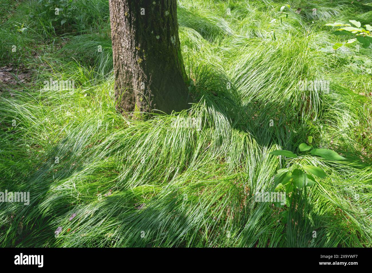 May grass in the forest Stock Photo - Alamy