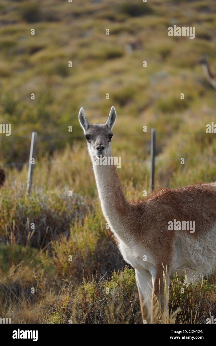 Pampas argentina guanaco hi-res stock photography and images - Alamy
