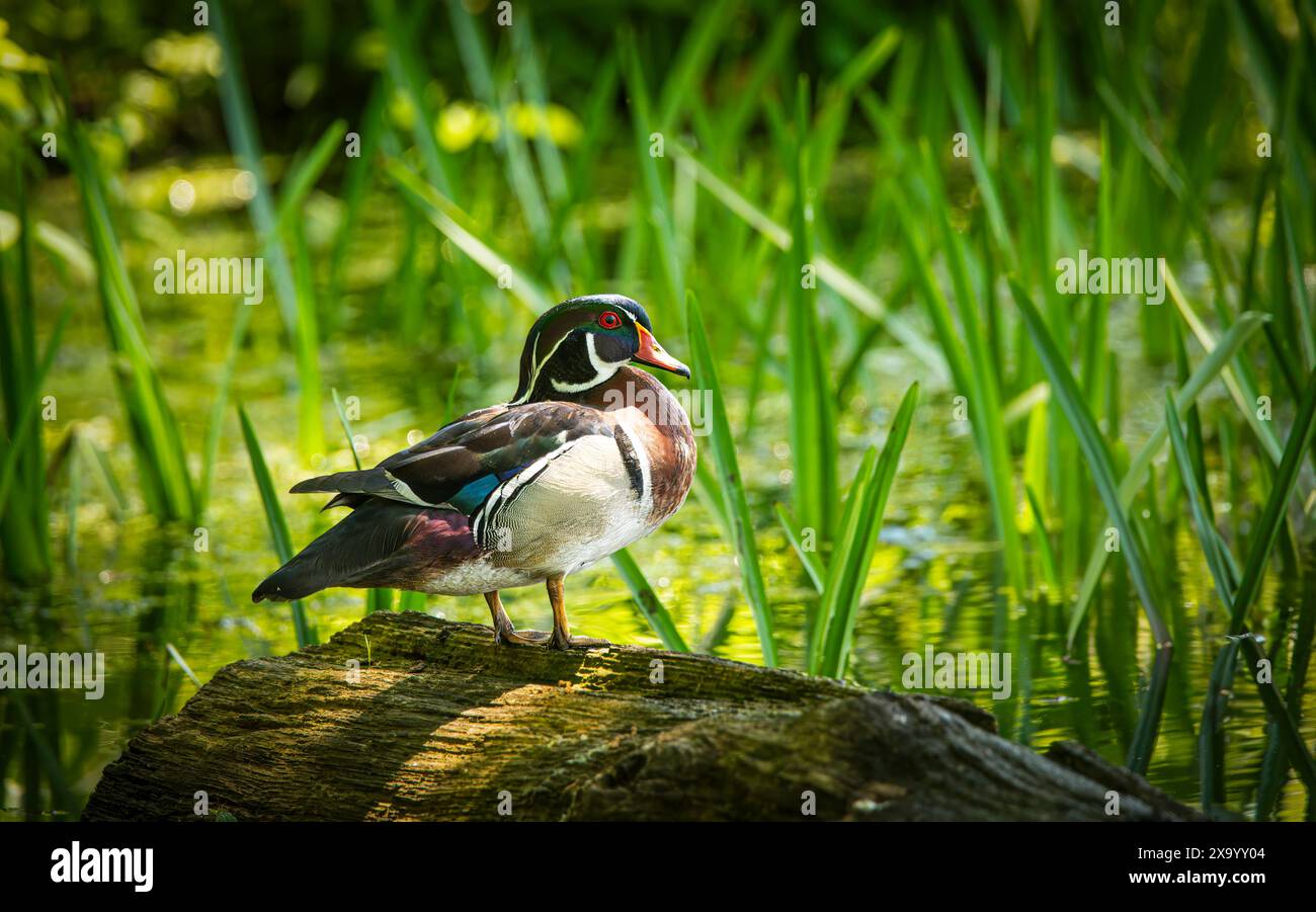 A colorful male Wood Duck stands on a weathered log Stock Photo - Alamy