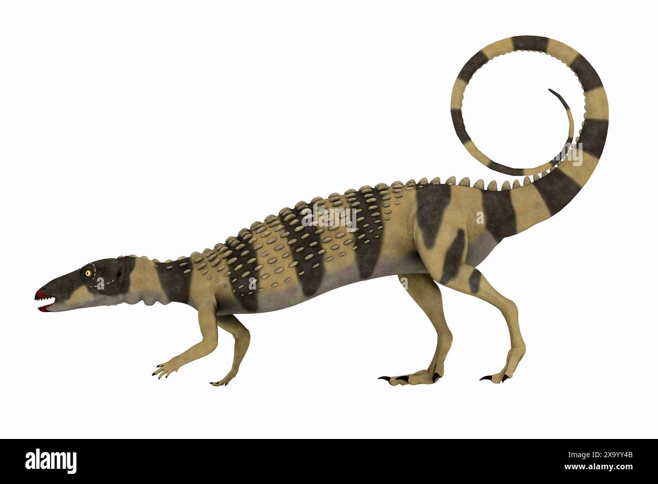 Scutellosaurus was an armored herbivorous dinosaur that lived in ... Scutellosaurus was an armored herbivorous dinosaur that lived in ...