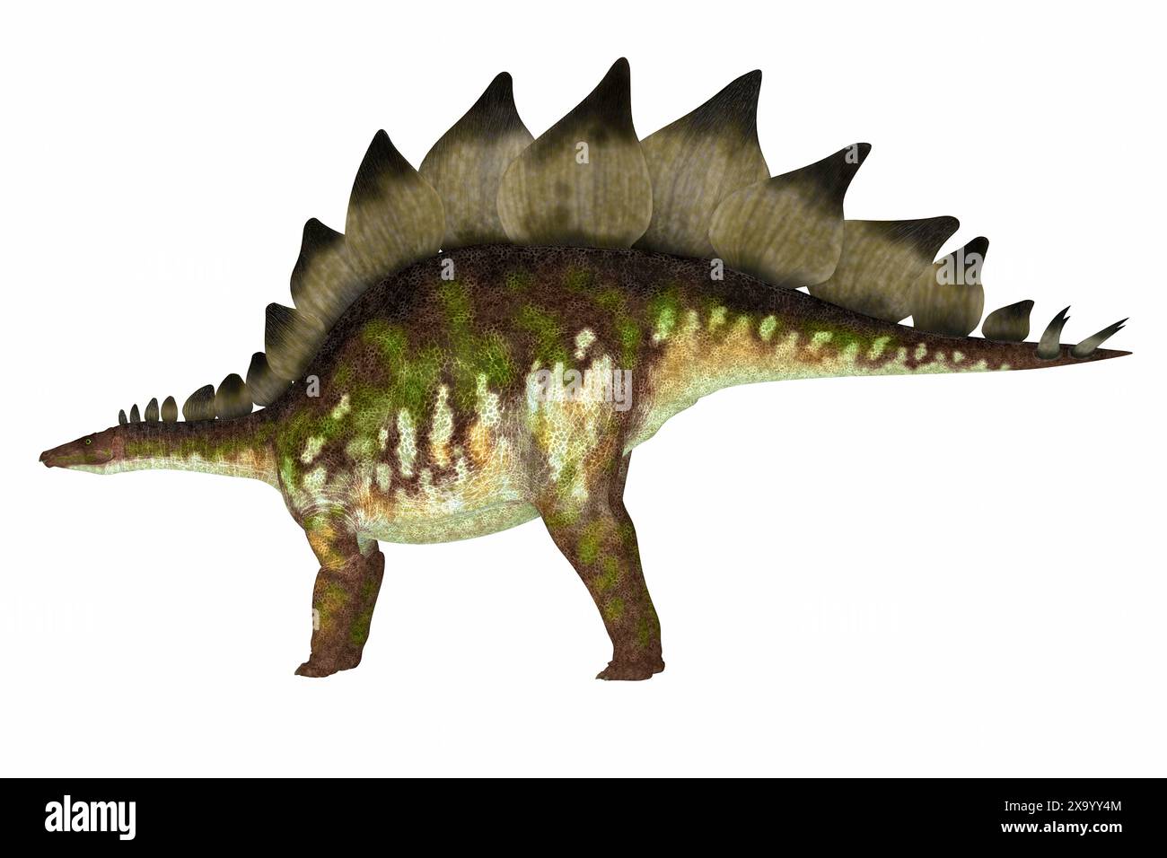 Stegosaurus was an armored herbivorous dinosaur that lived in North ...