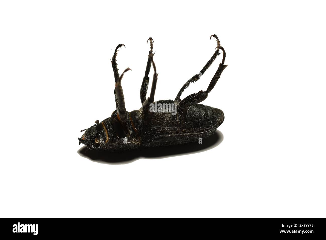 Close up dead black Cut Out Stock Images & Pictures - Alamy