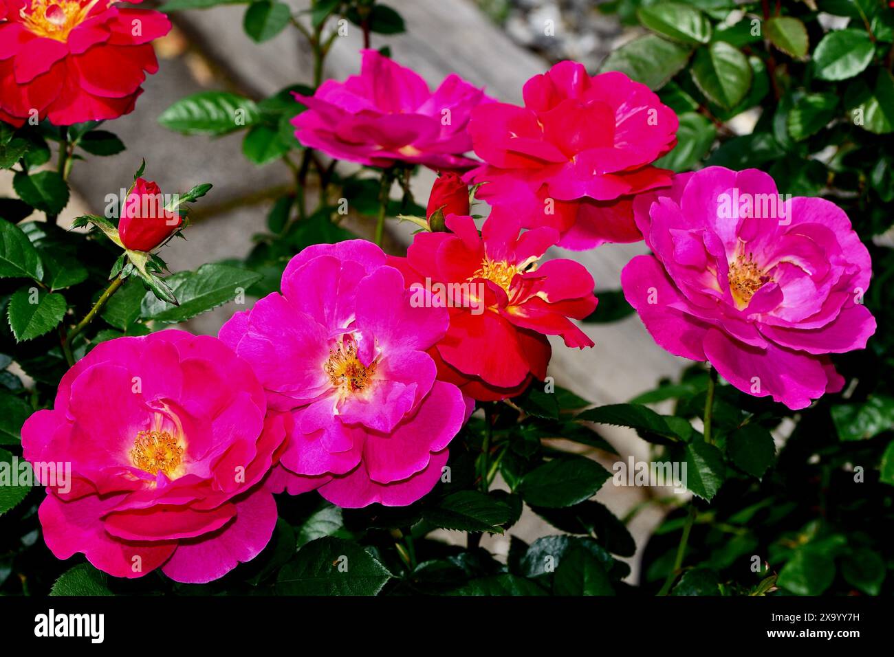 A beautiful pink Shining Moment rose in a garden Stock Photo - Alamy