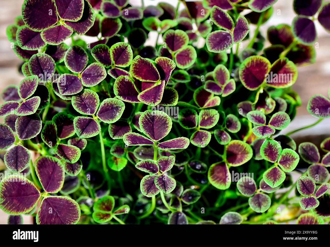 A Trifolium repens 'Atropurpureum' Black Leaved Clover potted by window ...