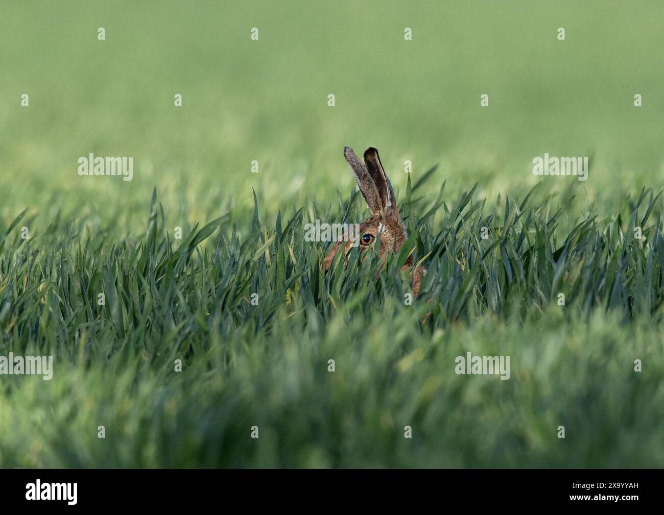 Peek a Boo hiding in the crop. A shy Brown Hare ( Lepus europaeus ...